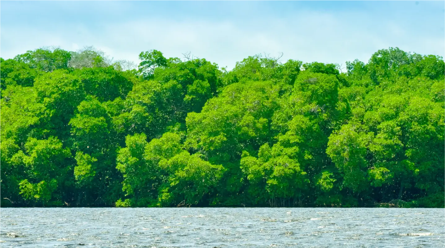 En Banacol somos carbono neutro - Banacol | Exportador líder de banano ...